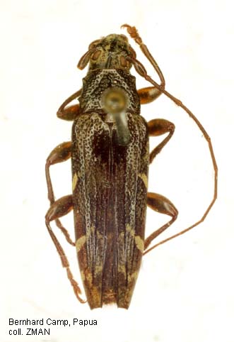 Papua Insects Foundation (Coleoptera/Cerambycidae/Tmesisternus ...